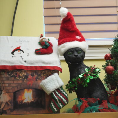 Damien | The Buddy Foundation