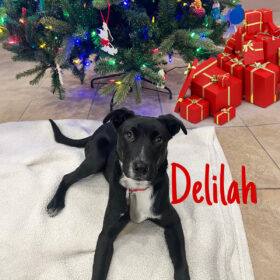 The Buddy Foundation