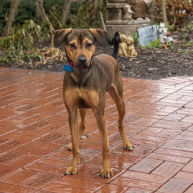 The Buddy Foundation