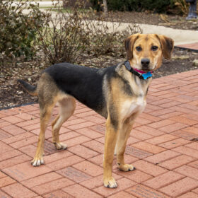 The Buddy Foundation